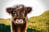 Animals — The Farm Byron Bay