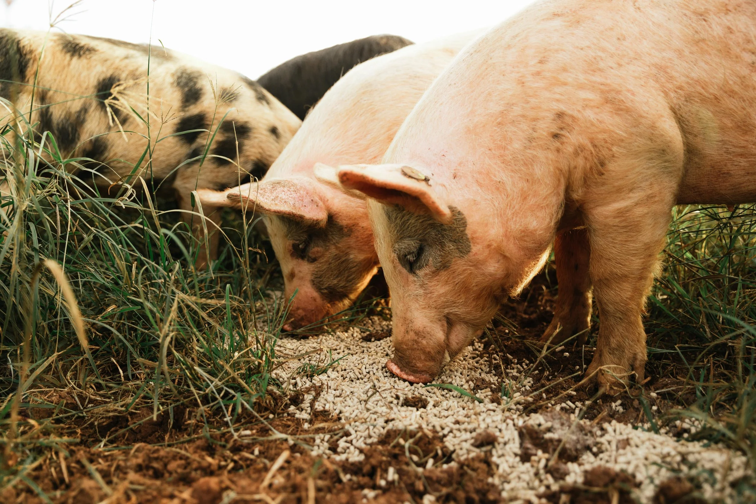 Farm Tours — The Farm Byron Bay