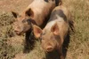 Animals — The Farm Byron Bay