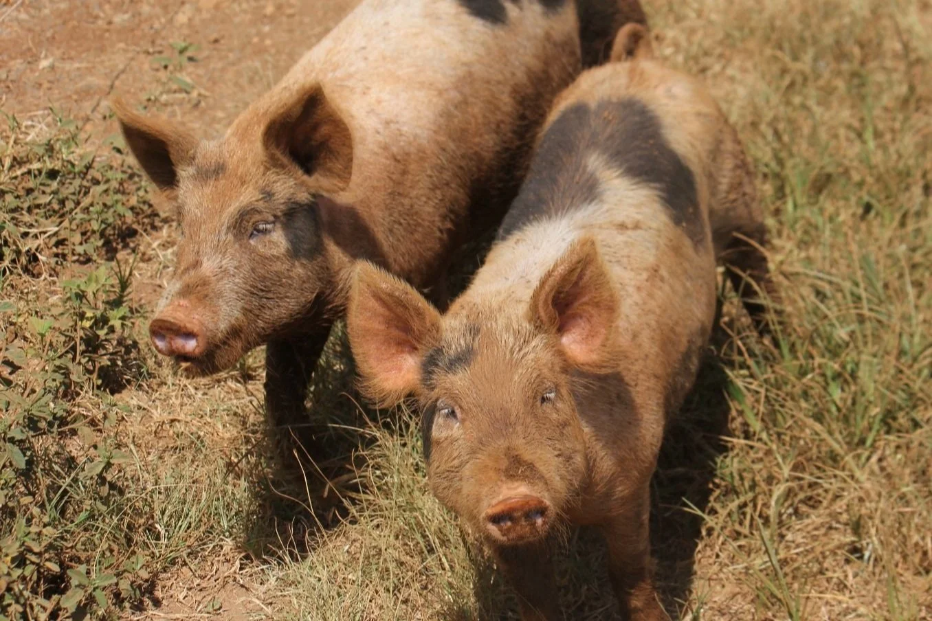 Animals — The Farm Byron Bay