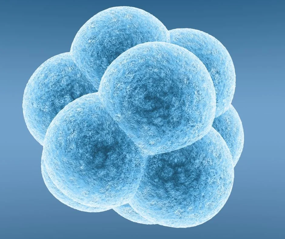 Embryo Donation — Trachman Law Center