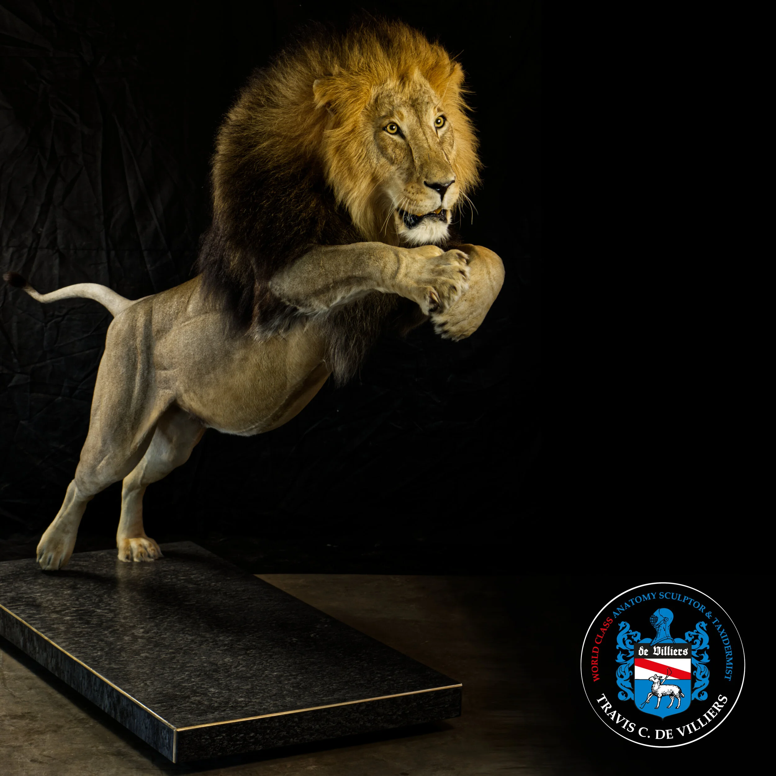 Taxidermy Lion