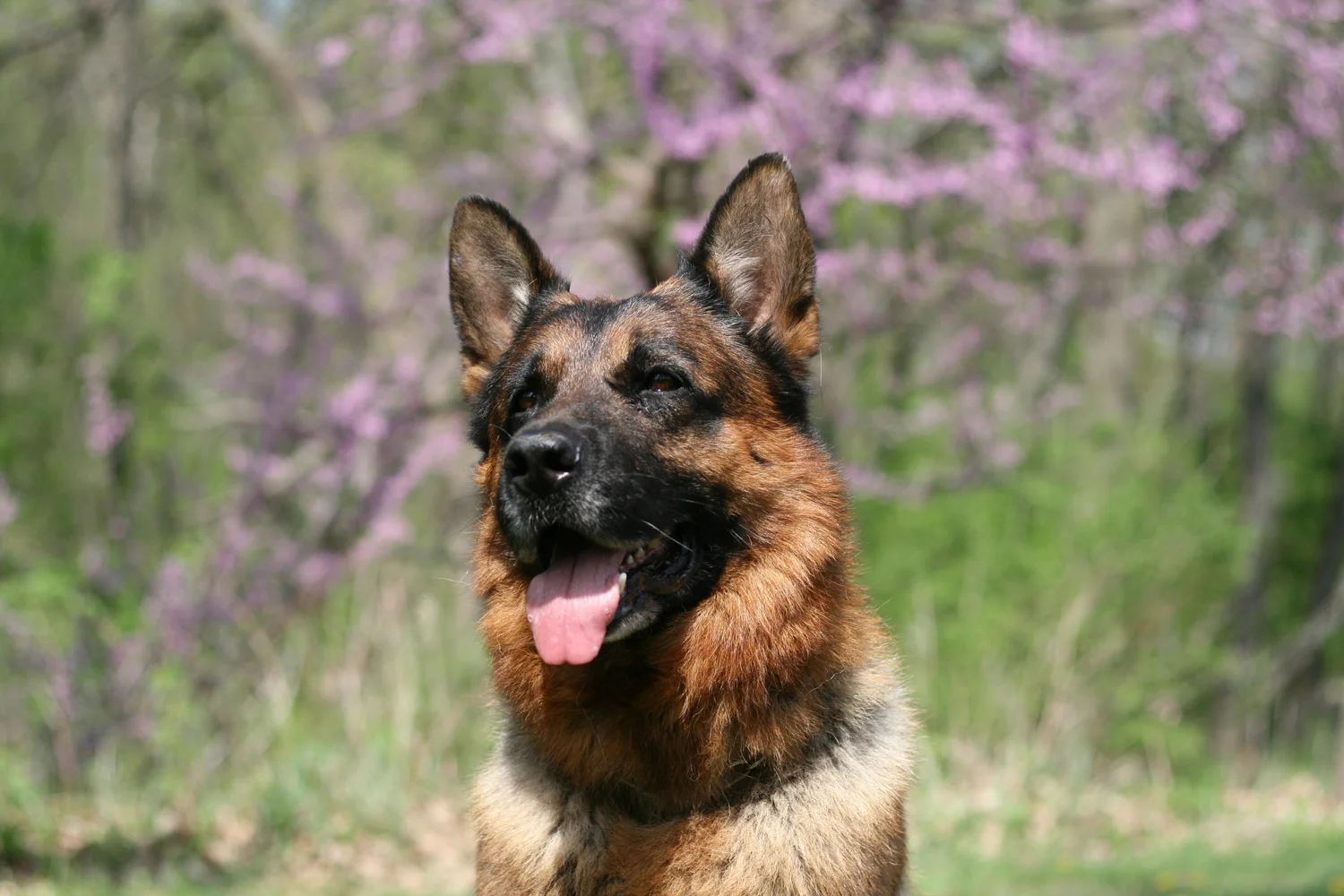 Herzog German Shepherds