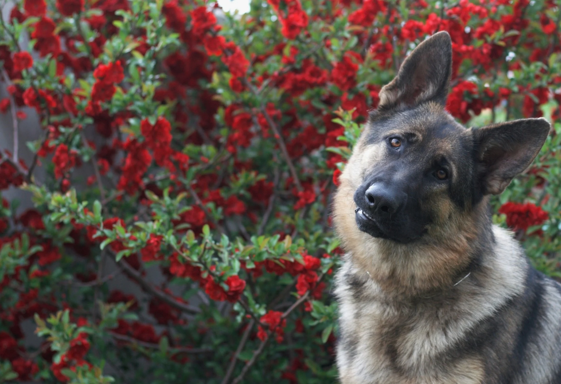 Our Dogs — Herzog German Shepherds