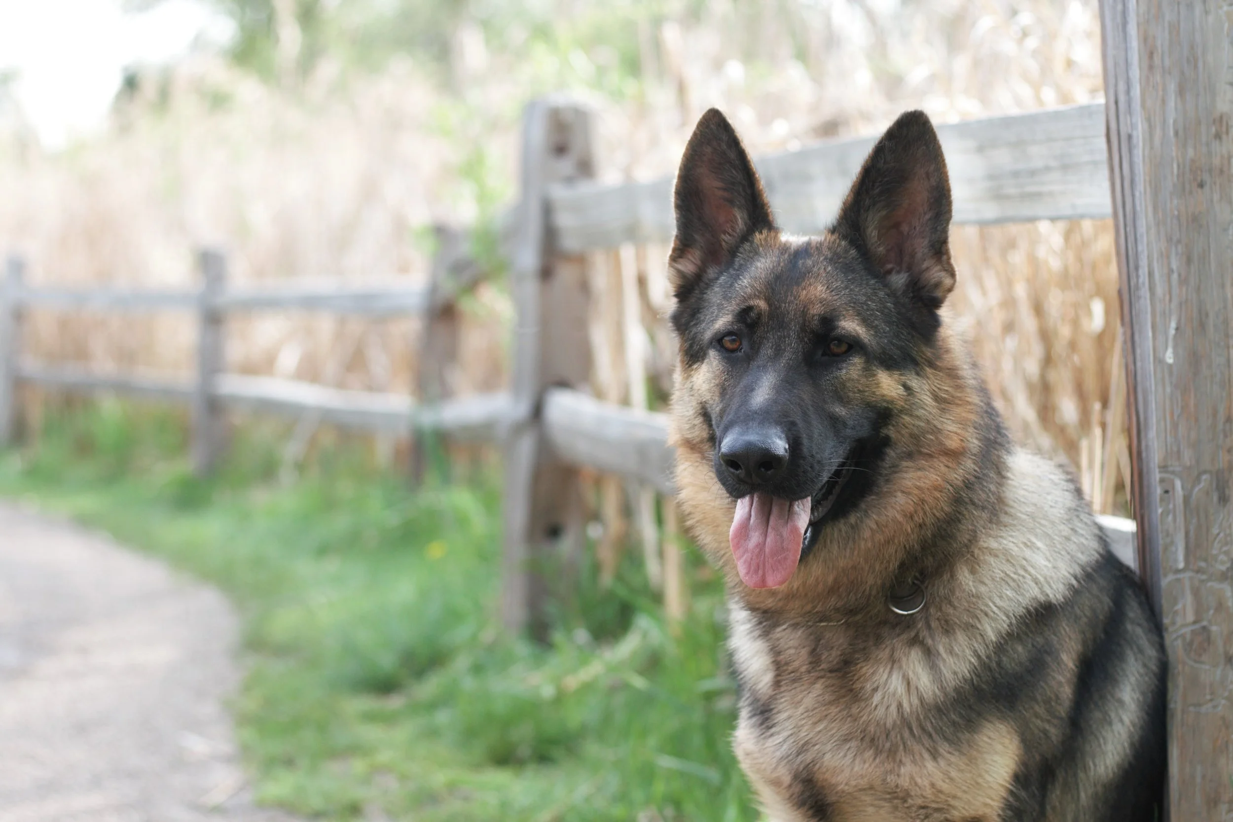 Ada Gallery — Herzog German Shepherds