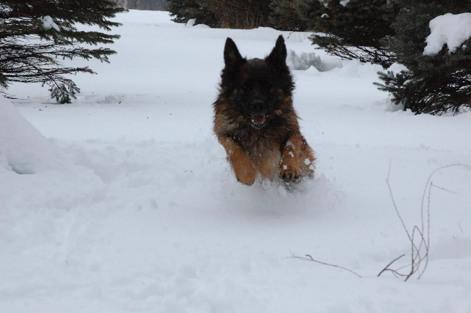 Ruby Gallery — Herzog German Shepherds