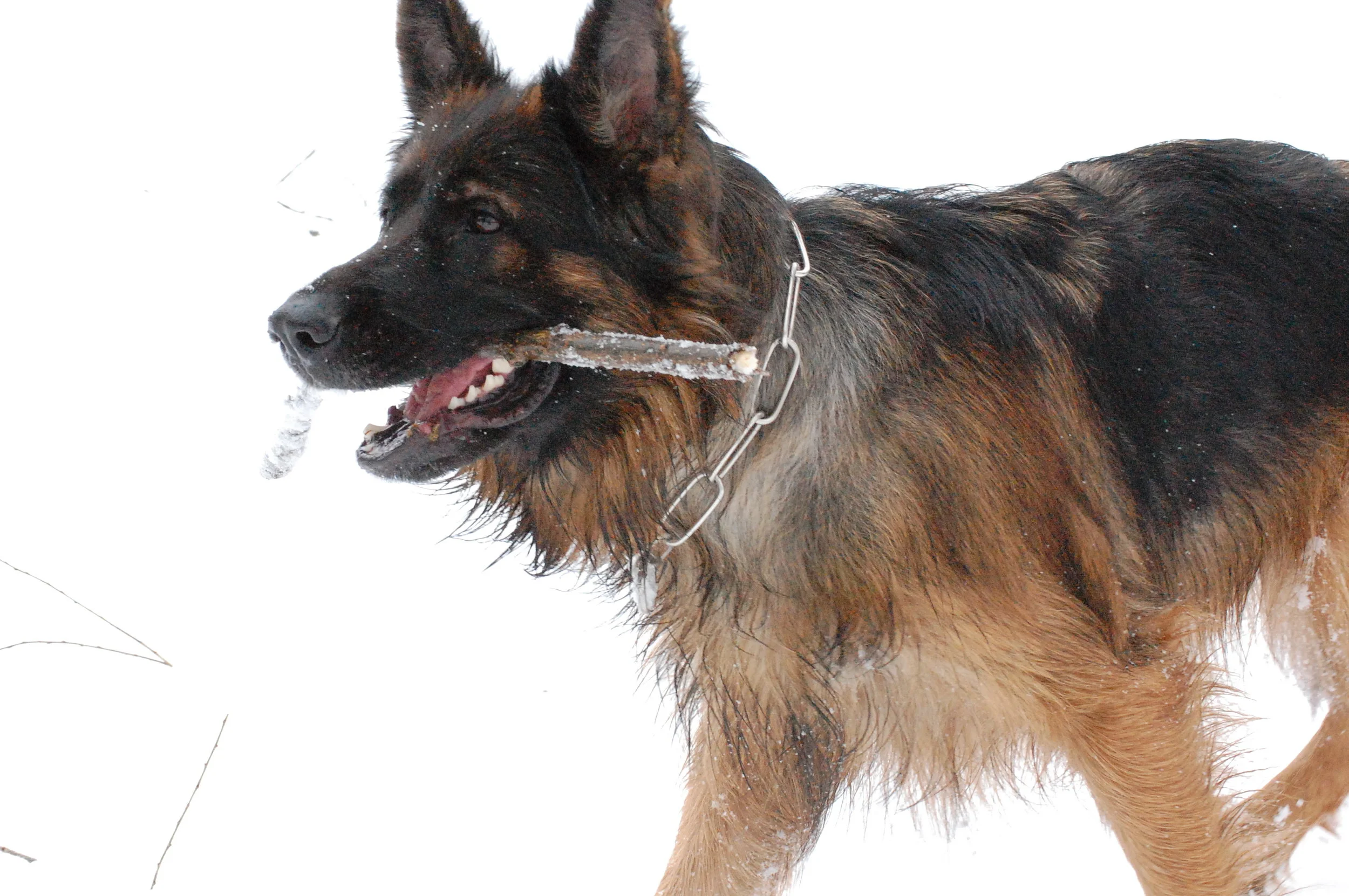 Ruby Gallery — Herzog German Shepherds