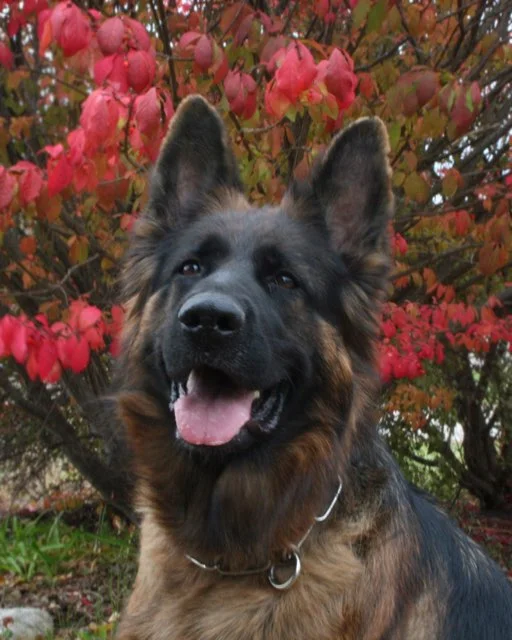 Ruby Gallery — Herzog German Shepherds