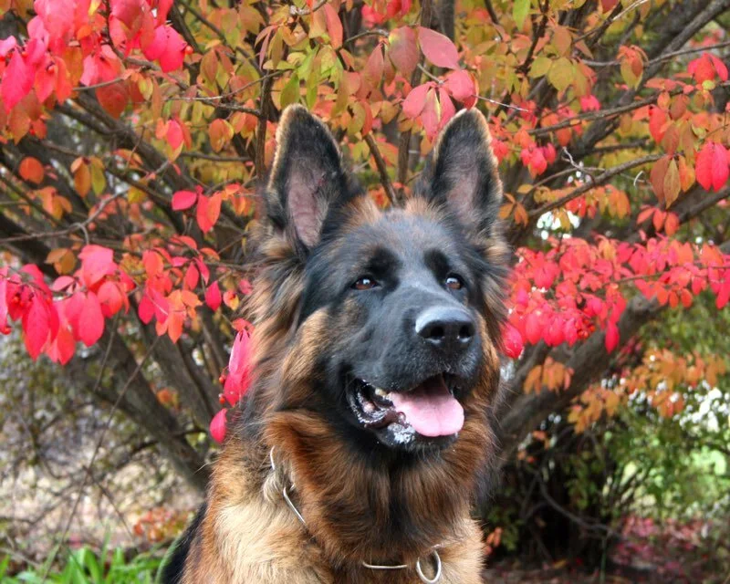 Our Dogs — Herzog German Shepherds