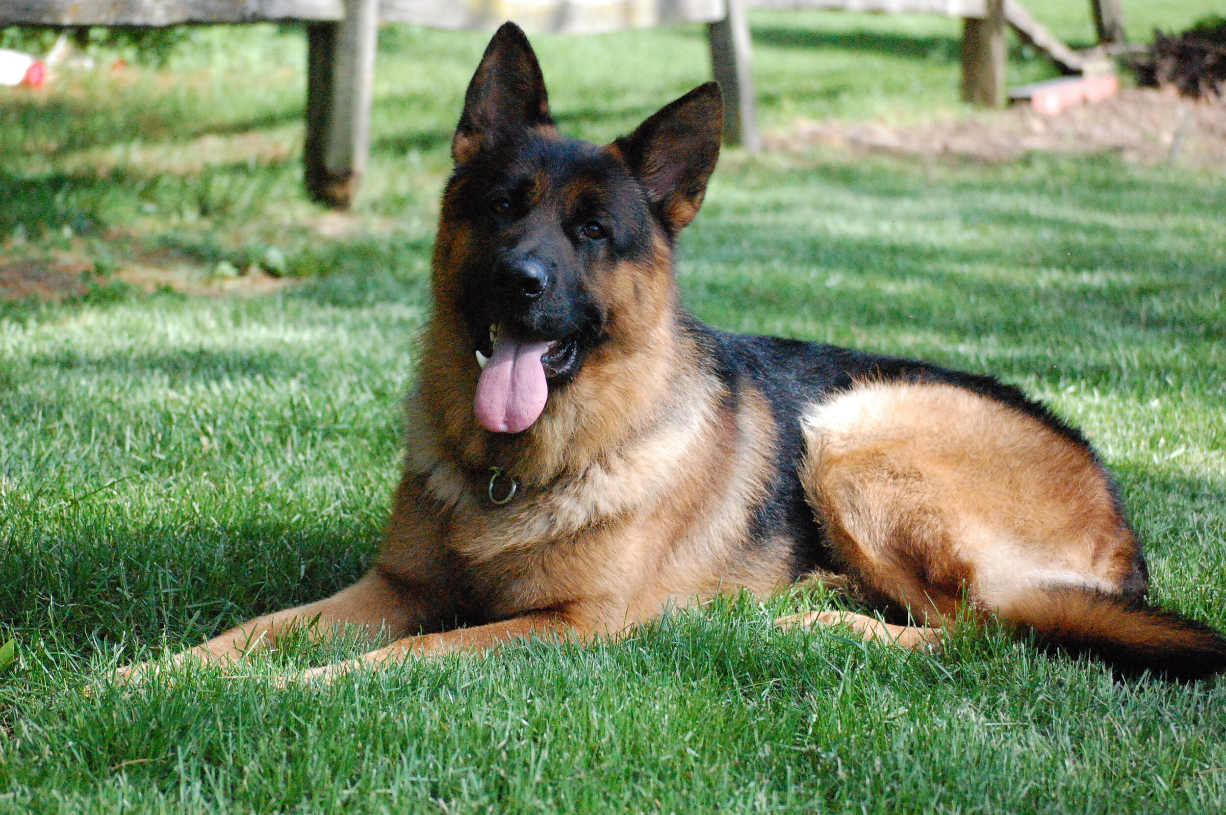 Our Dogs — Herzog German Shepherds