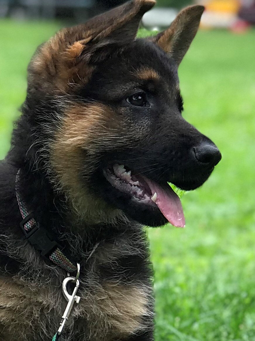 Tan German Shepherd Puppies