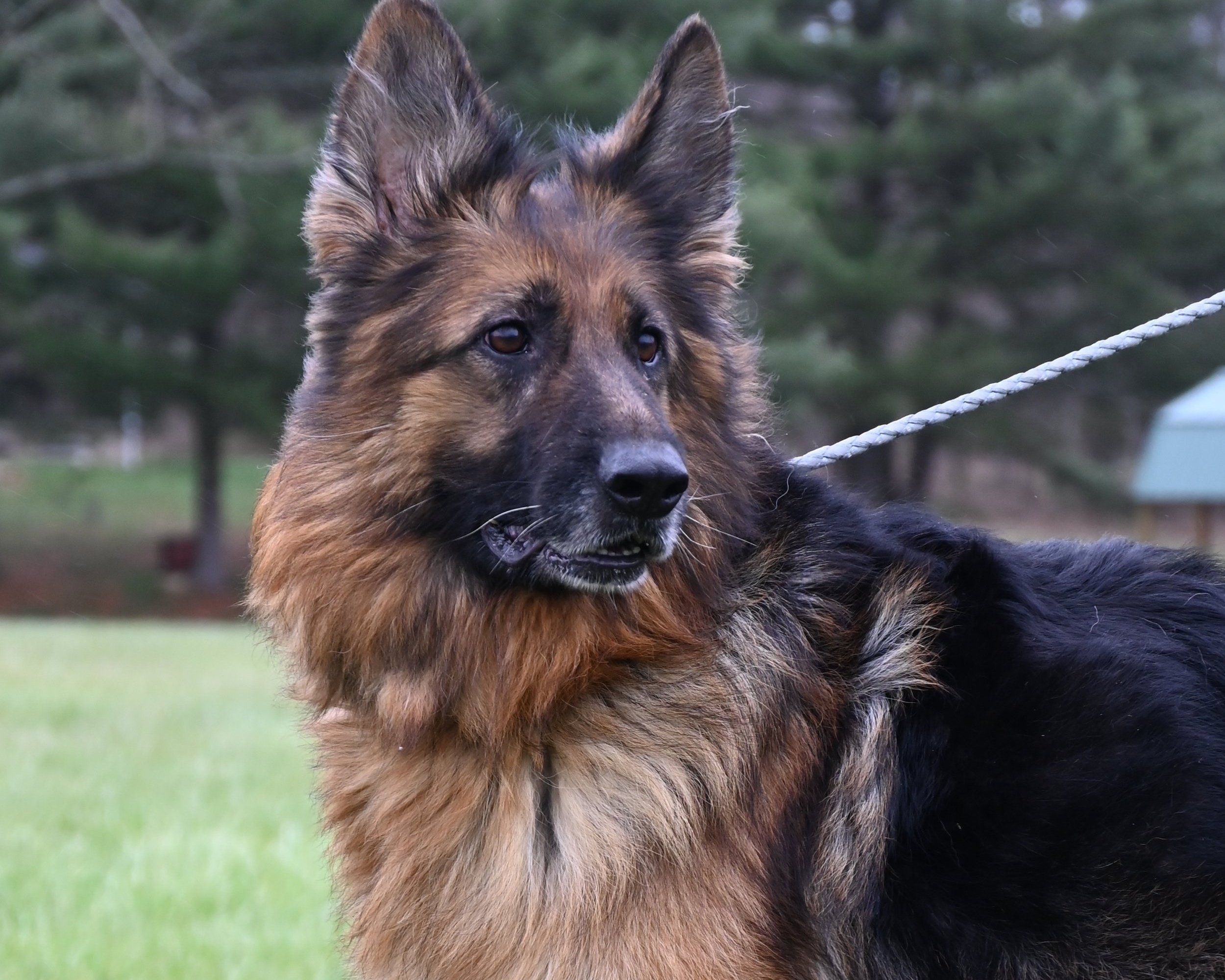 Our Dogs — Herzog German Shepherds