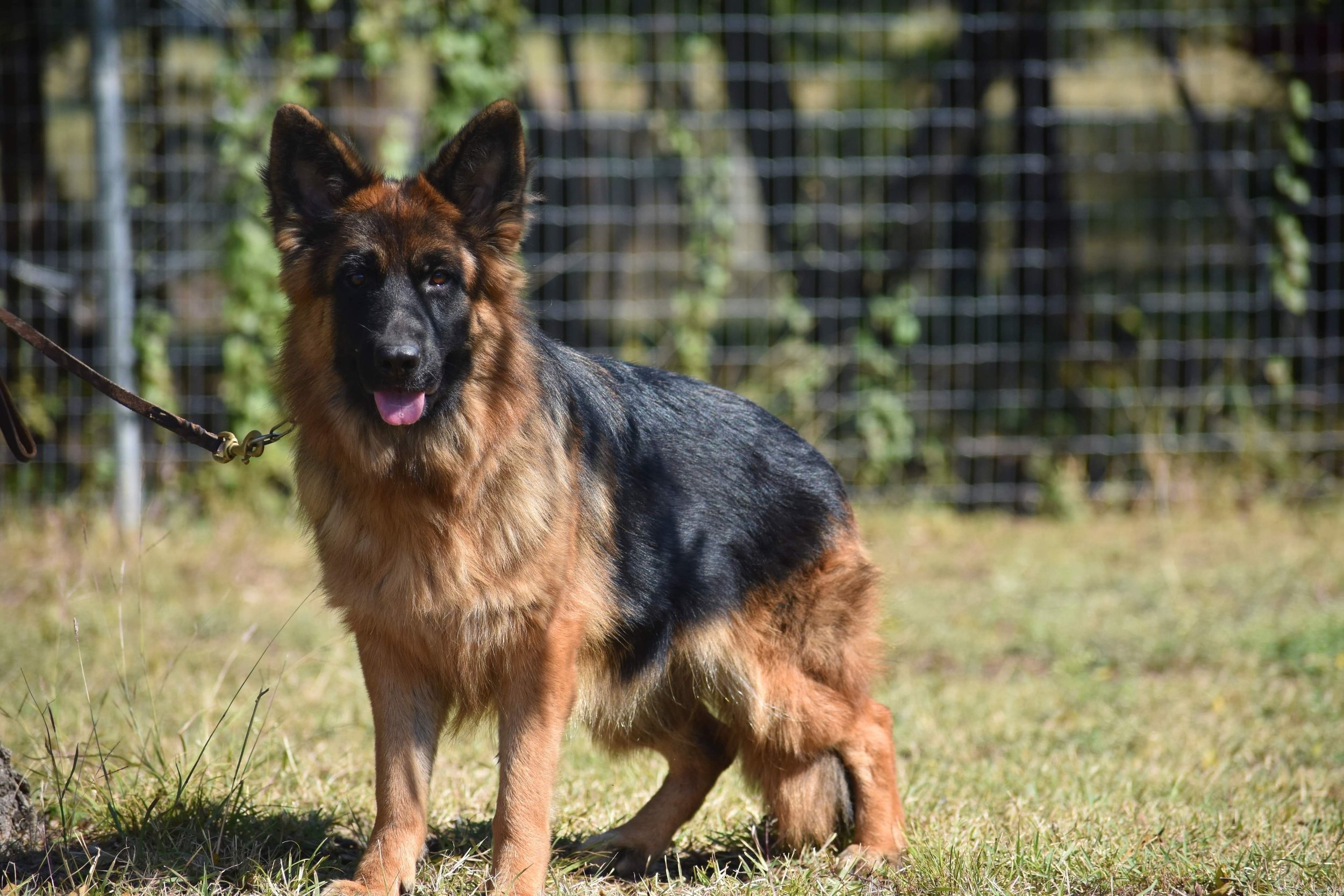 Our Dogs — Herzog German Shepherds