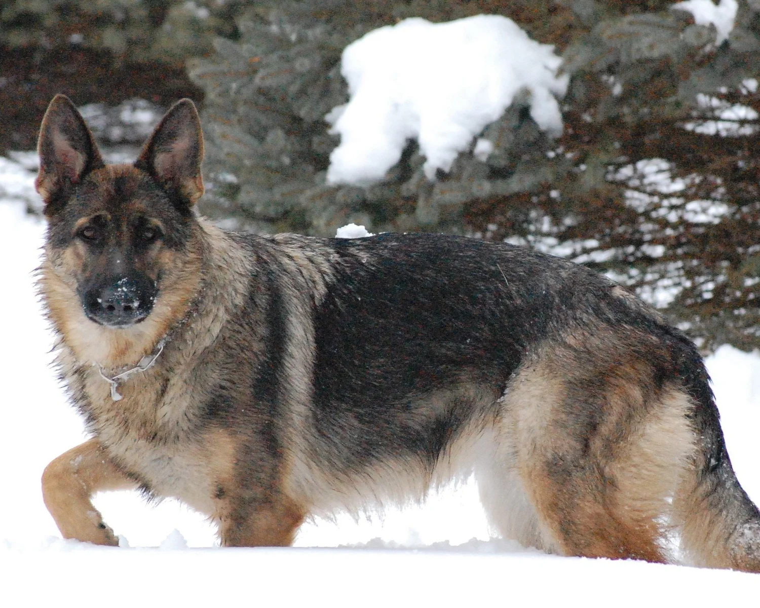 Upcoming Litters — Herzog German Shepherds