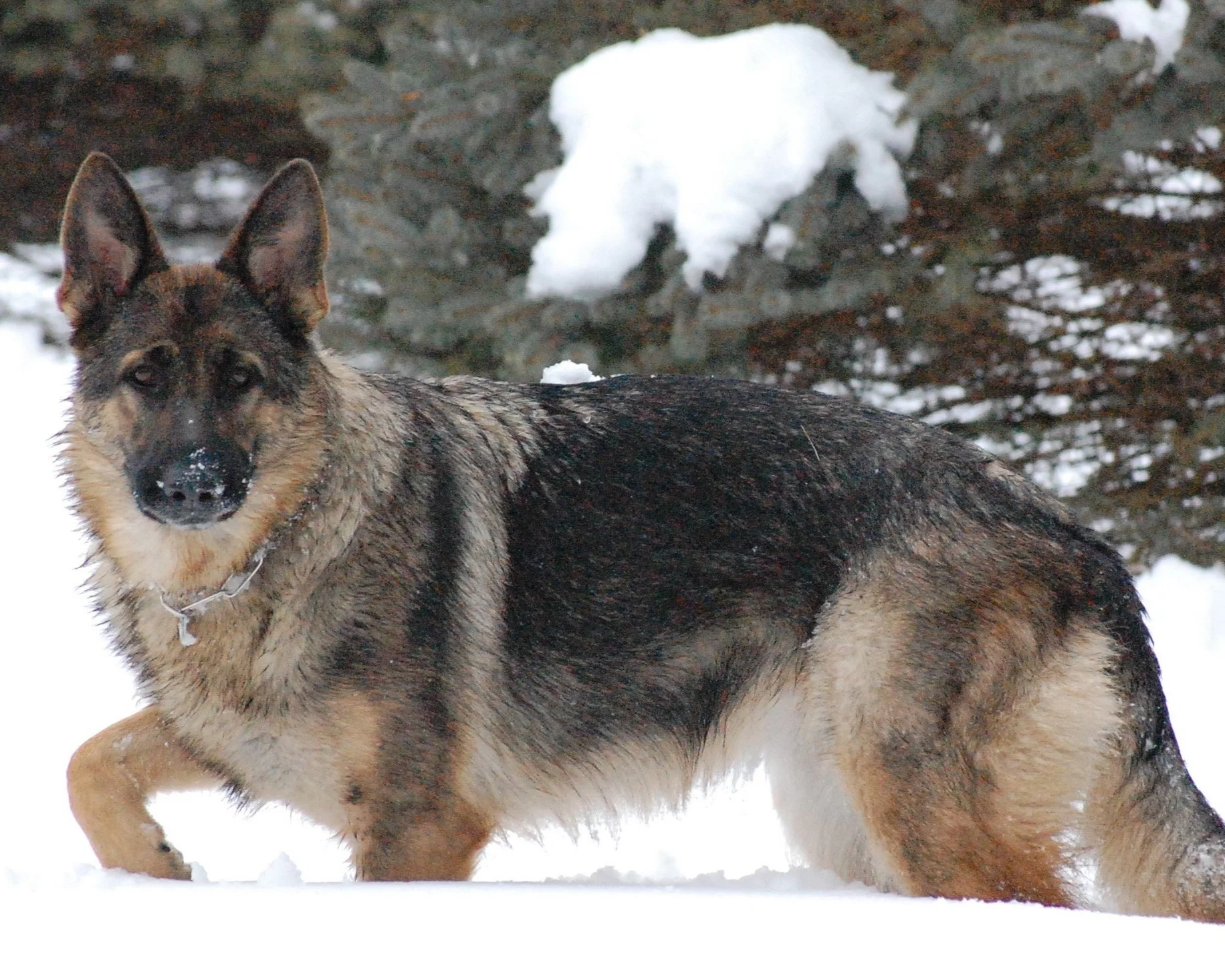 Upcoming Litters — Herzog German Shepherds