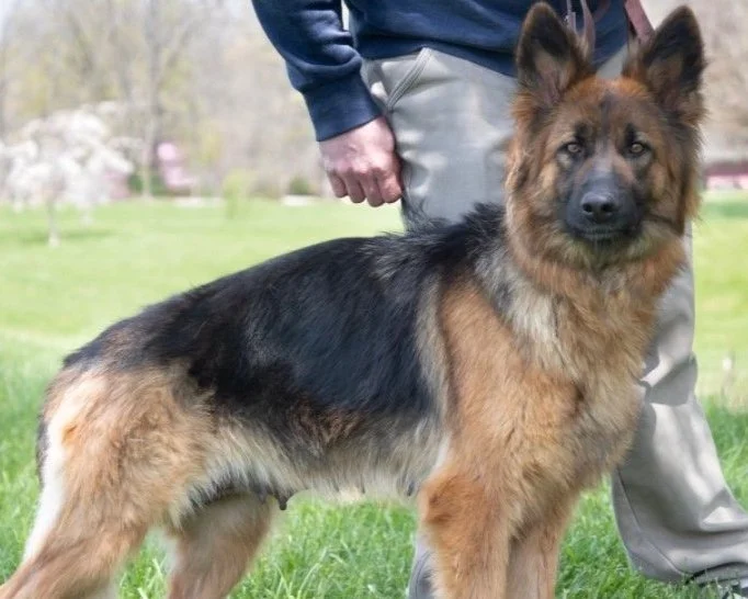 Upcoming Litters — Herzog German Shepherds