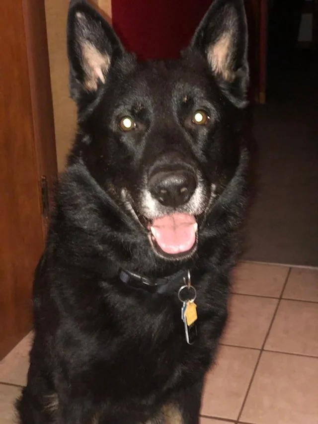 Black Wolf German Shepherd Mix