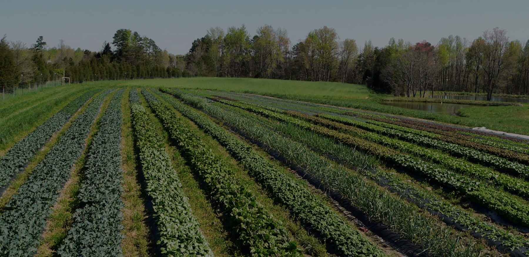 Maple Spring Gardens