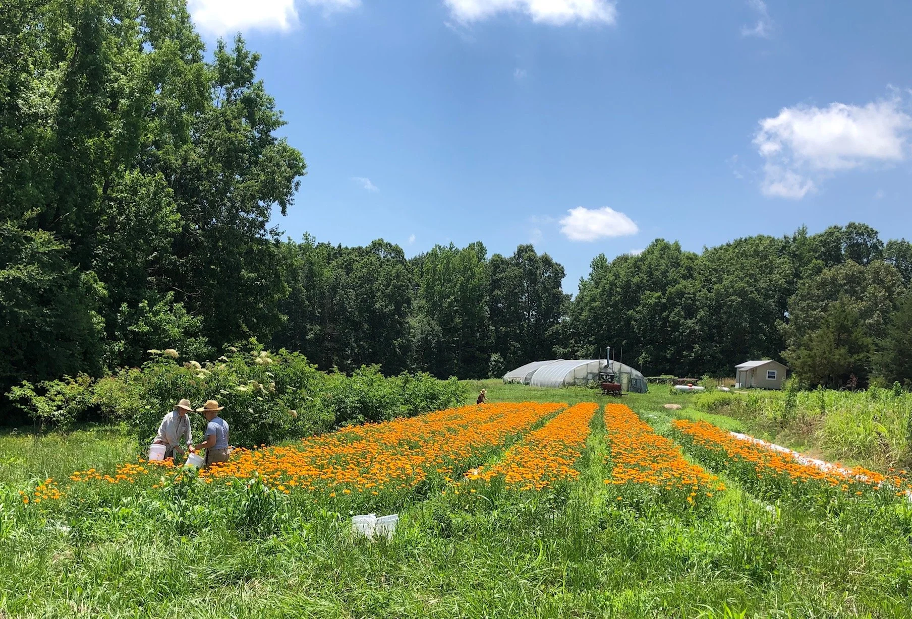 Maple Spring Gardens