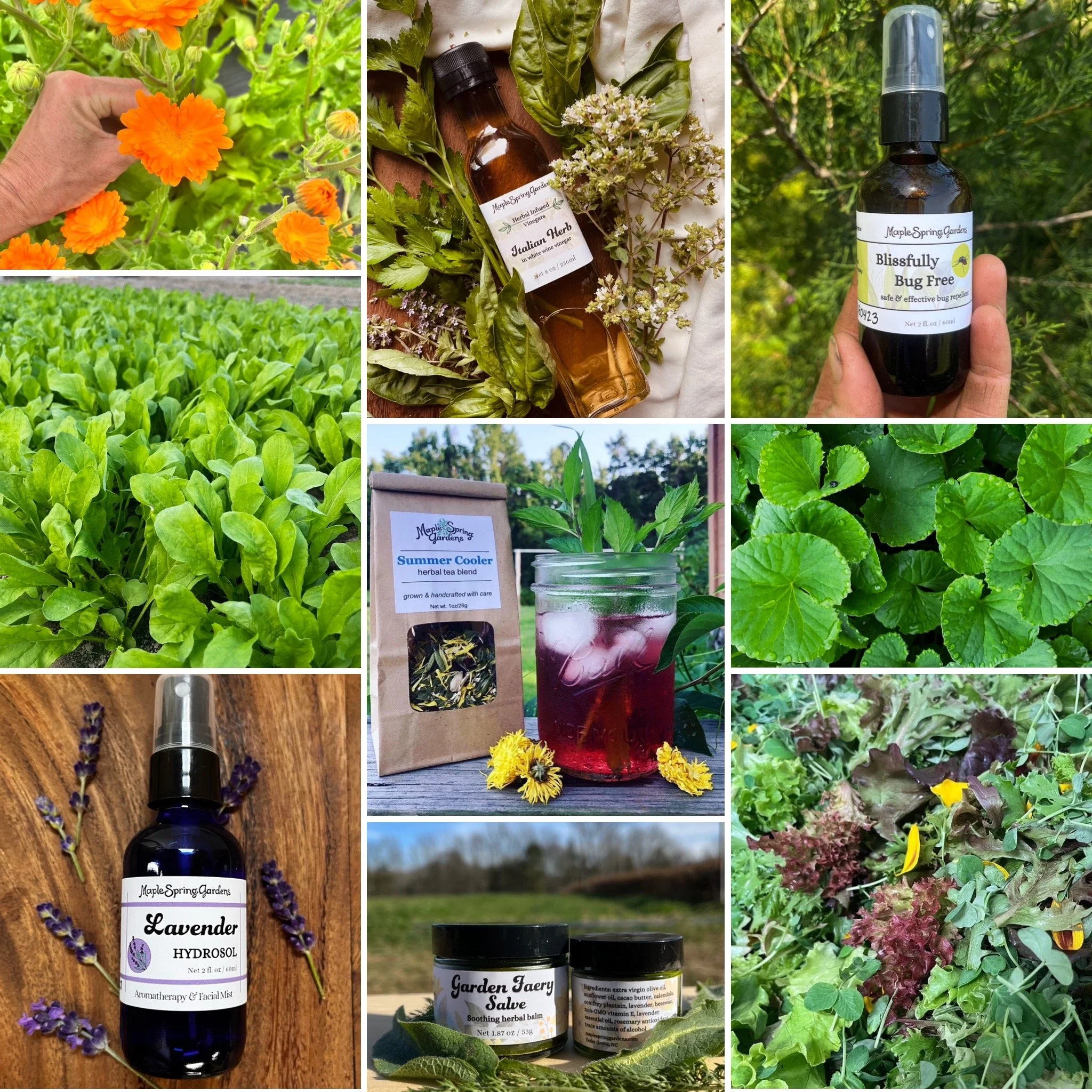 Maple Spring Gardens