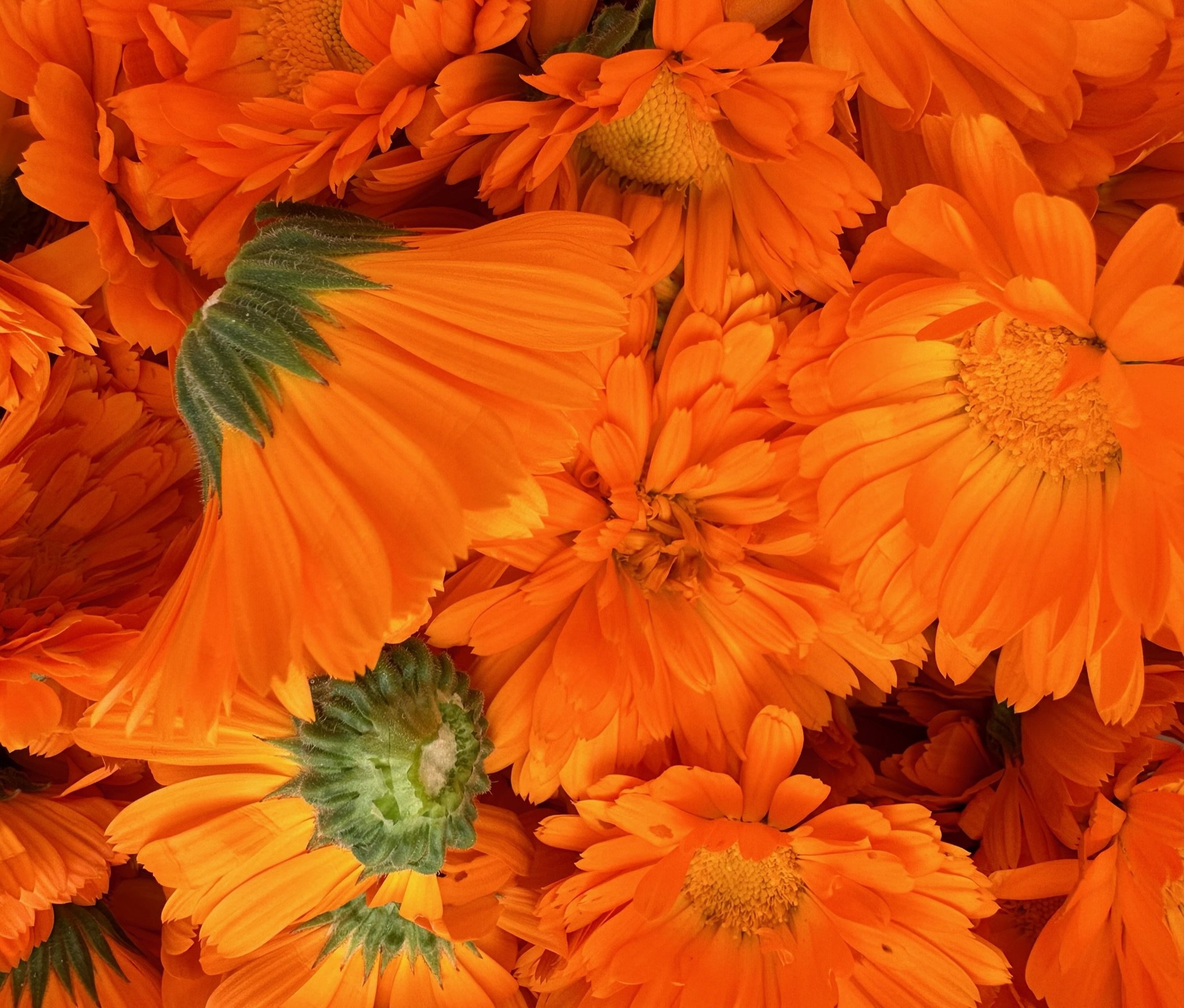 Maple Spring Gardens