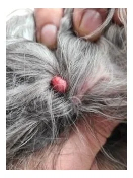 Lumps And Bumps On Dogs And Cats — Elite Veterinary Care