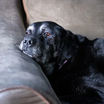 Signs Your Dog Is Dying — Elite Veterinary Care
