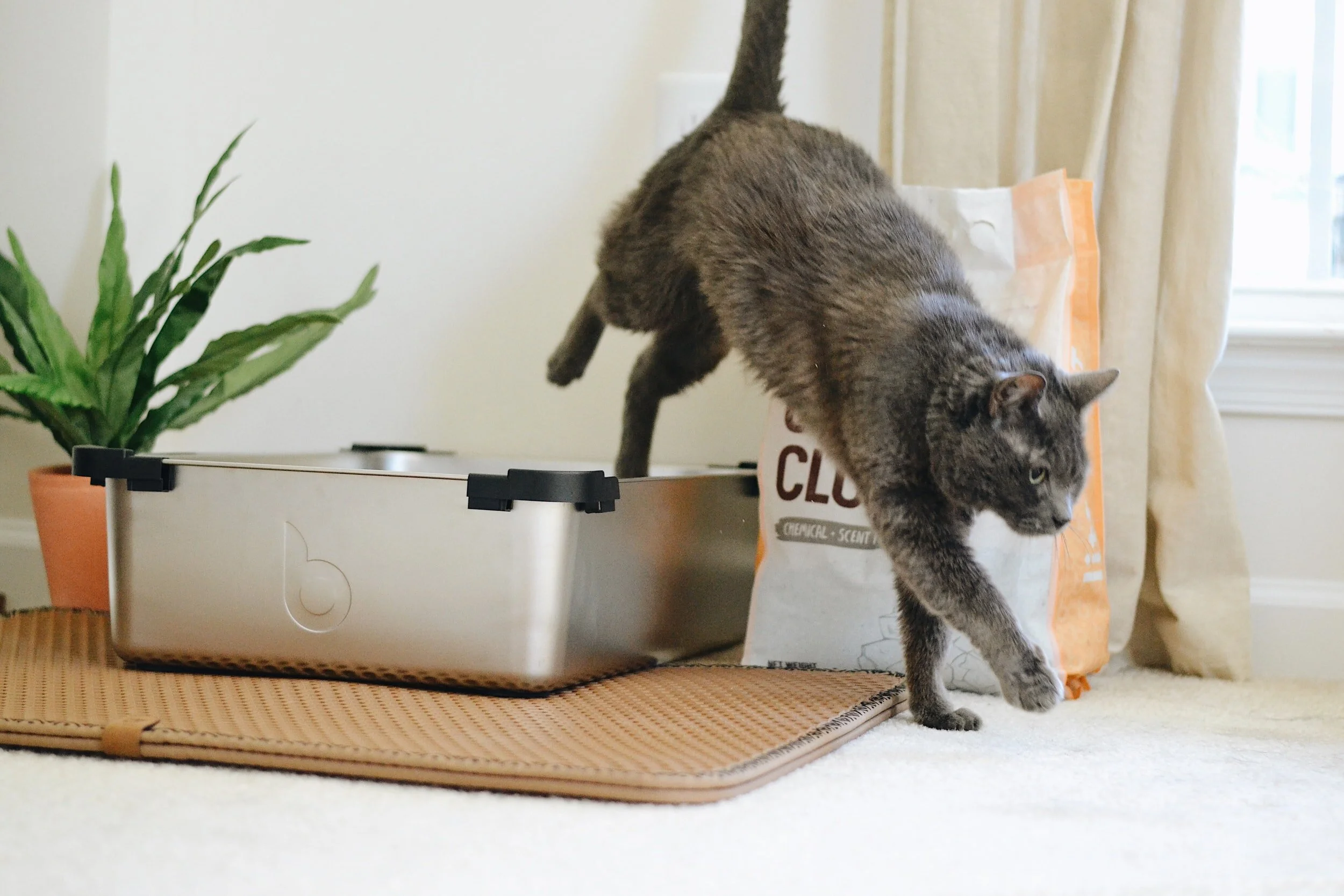 What are the Best types of Cat Litter? — Elite Veterinary Care