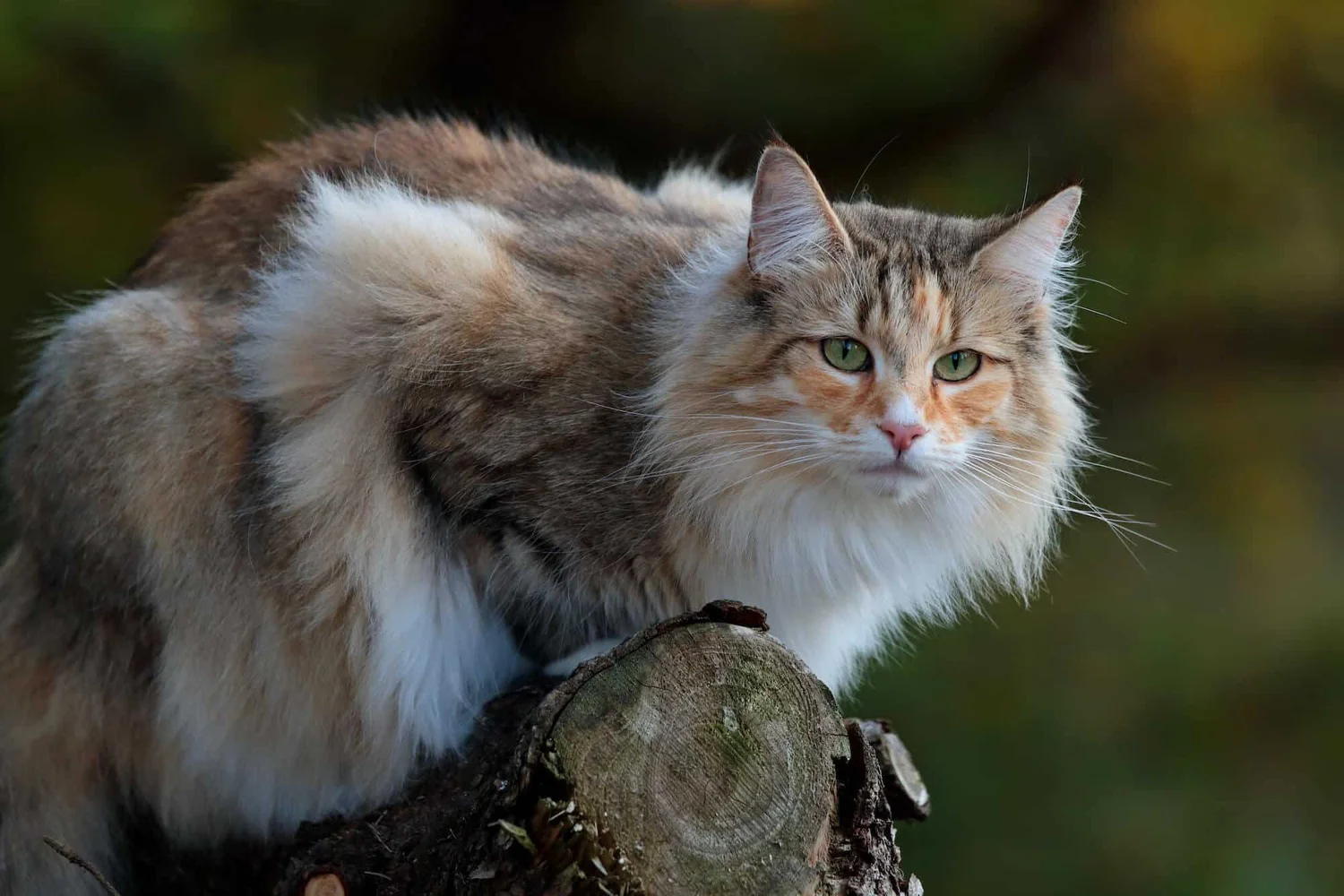 5 Catbreeds That Love the Outdoors — Elite Veterinary Care