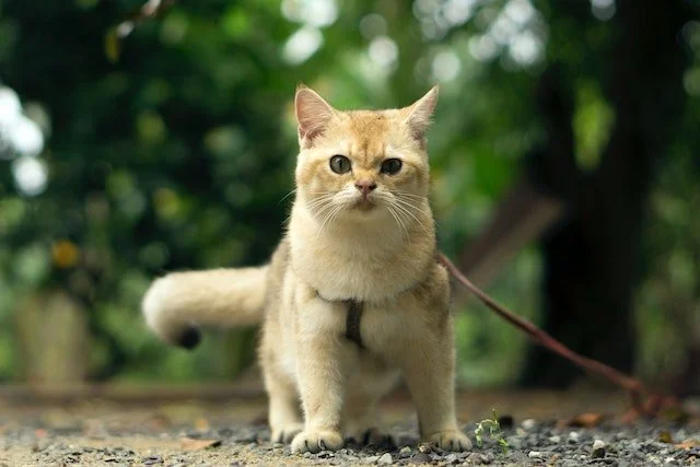 How To Tell If Your Cat Is Going Blind — Elite Veterinary Care