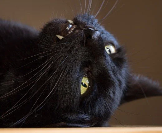 Cat Teeth — Elite Veterinary Care