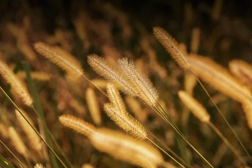 Foxtails: What Every Dog And Cat Parent Needs To Know — Elite ...