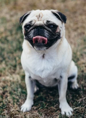 Brachycephalic Syndrome: Why Flat Face Dogs Have So Many Health ...