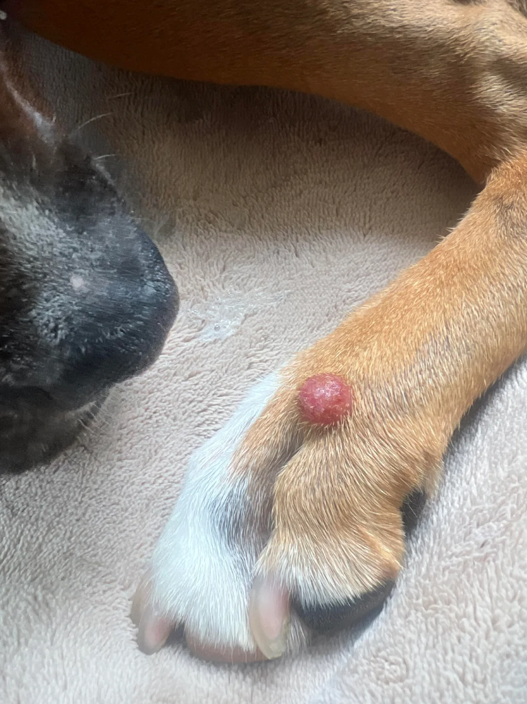 Lumps And Bumps On Dogs And Cats — Elite Veterinary Care