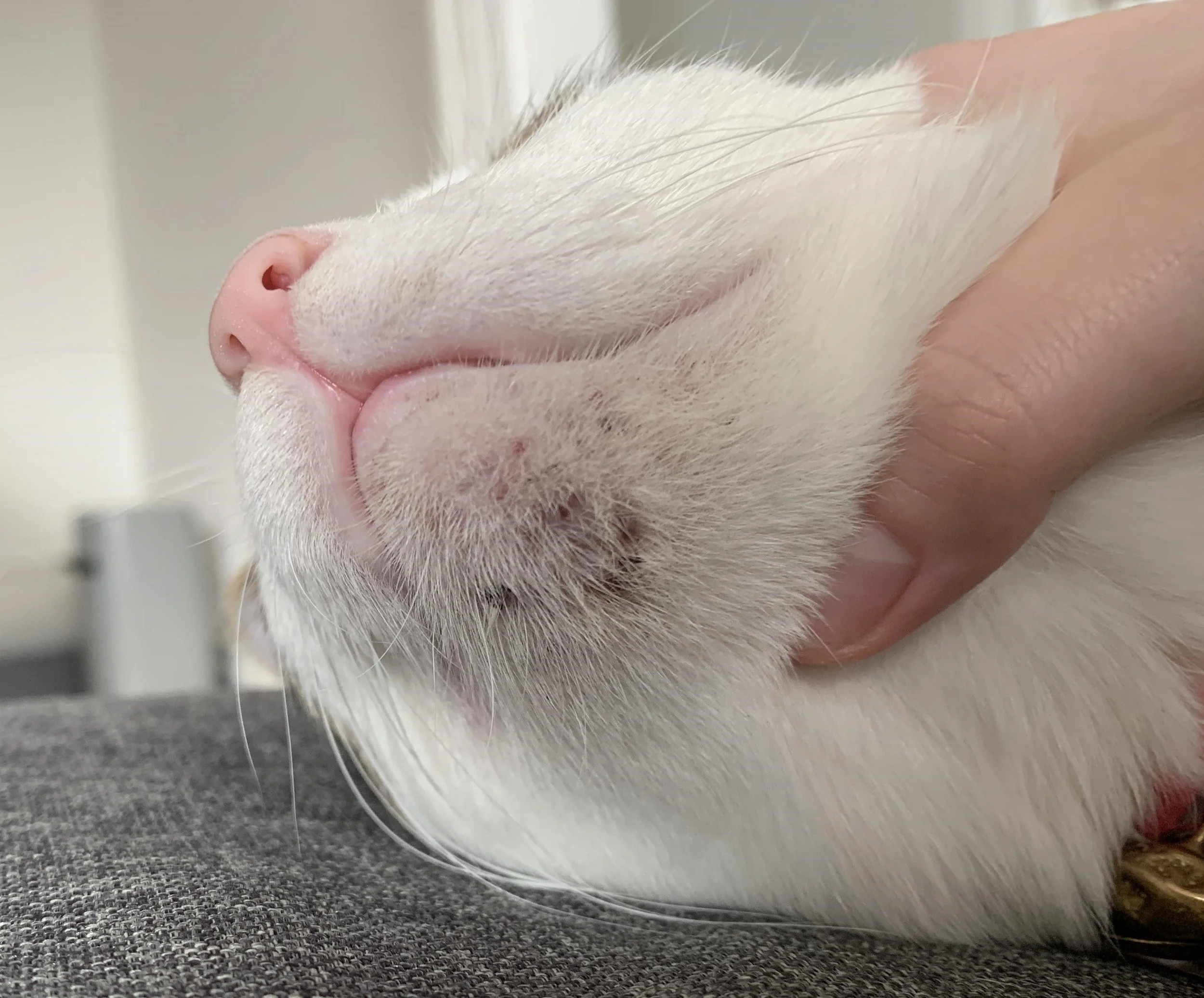 Sebaceous Cyst And Lipoma Difference In Cats Life Expectancy Sebaceous Cyst And Lipoma Difference In Cats Life Expectancy