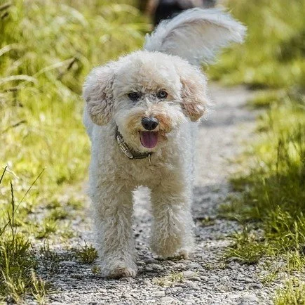 Foxtails: What Every Dog And Cat Parent Needs To Know — Elite ...