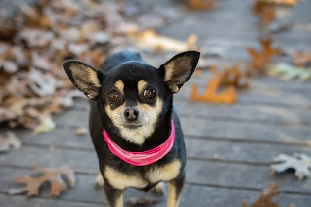 Little Dog Syndrome | Is it Actually a Thing? — Elite Veterinary Care