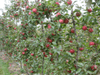 Orchard & Nursery — Salt Spring Apple Company Ltd