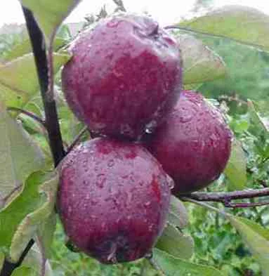 Almata — Salt Spring Apple Company Ltd