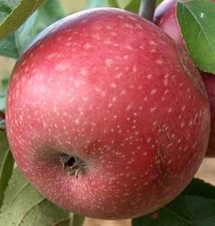 Ten Commandments — Salt Spring Apple Company Ltd