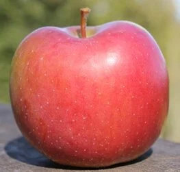 Hokuto — Salt Spring Apple Company Ltd