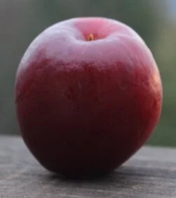 Kerr (crab) — Salt Spring Apple Company Ltd