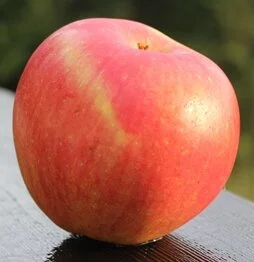 Sekai Ichi — Salt Spring Apple Company Ltd