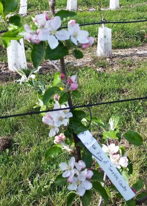 Orchard & Nursery — Salt Spring Apple Company Ltd