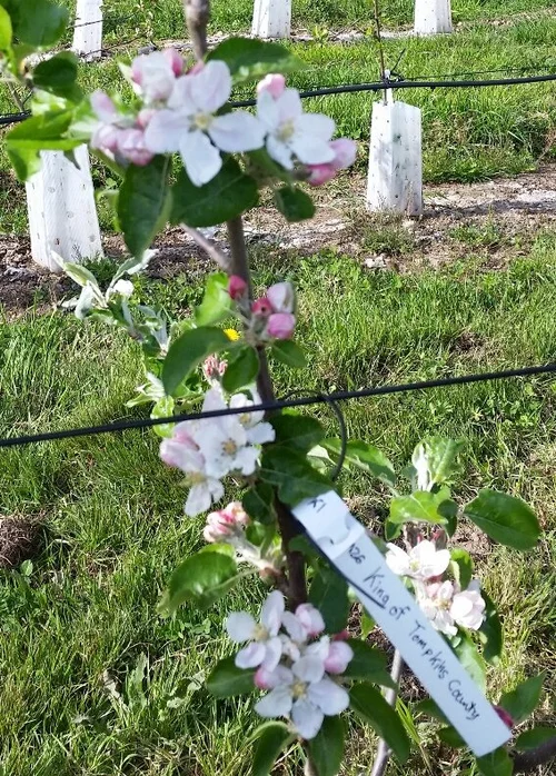Orchard & Nursery — Salt Spring Apple Company Ltd