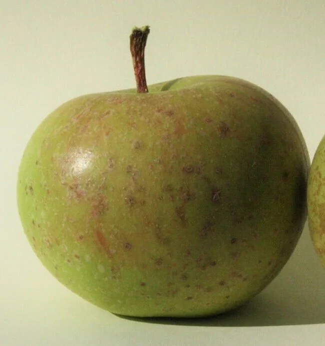 Nehou — Salt Spring Apple Company Ltd