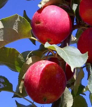 Rescue (crab) — Salt Spring Apple Company Ltd