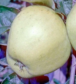 Morgan Sweet — Salt Spring Apple Company Ltd