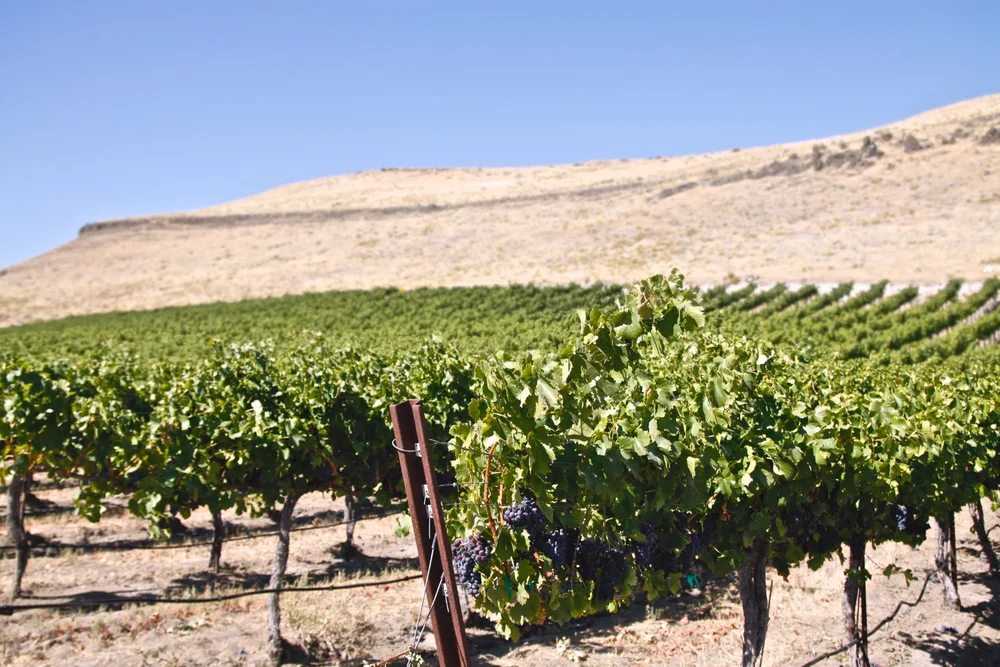 Revelry Vintners | Rethinking The Craft. Rethinking The Experience.
