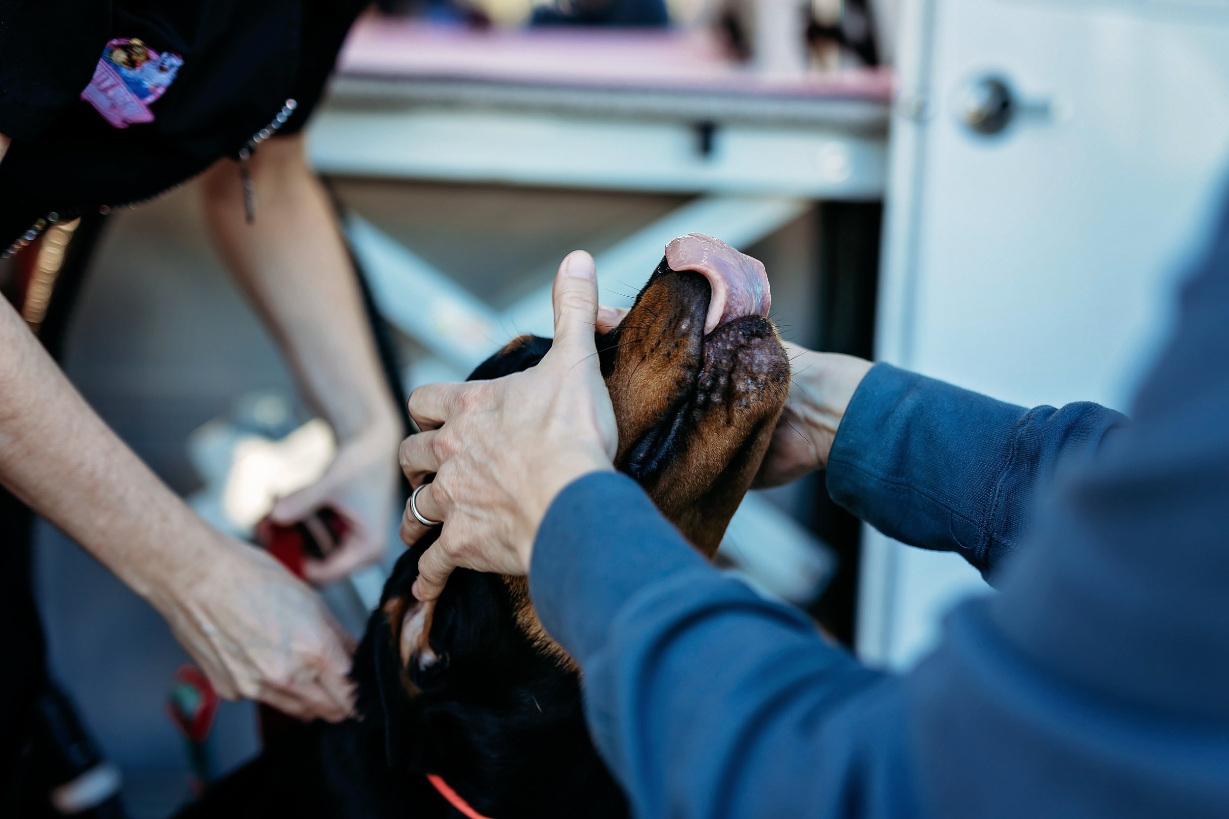 Beauty Bark Mobile Grooming